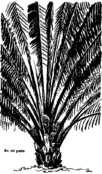 The Oil Palm - Appropedia, the sustainability wiki