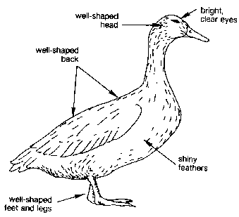 Raising Ducks/The ducks