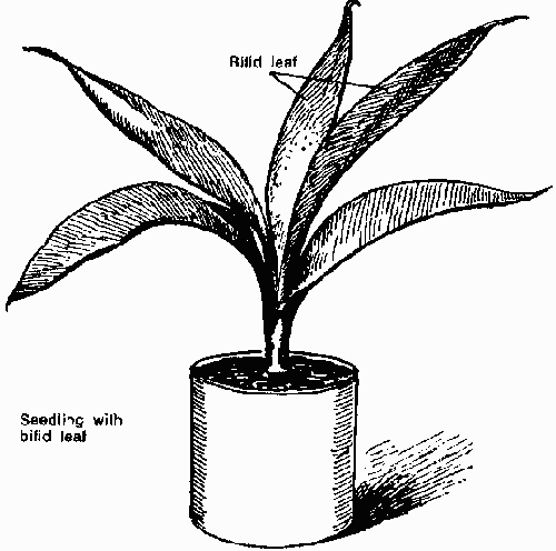 The Oil Palm/Modern oil palm cultivation