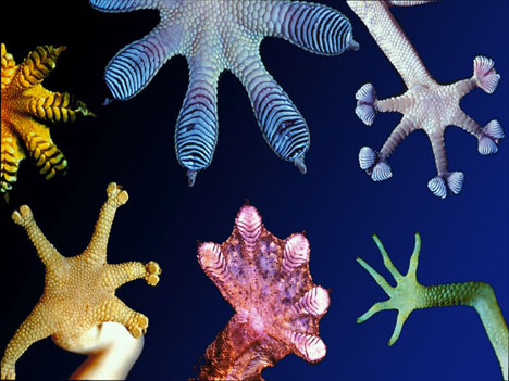 Biomimicry - Appropedia, the sustainability wiki