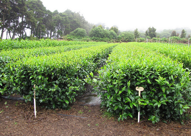 Tea plant - Appropedia, the sustainability wiki