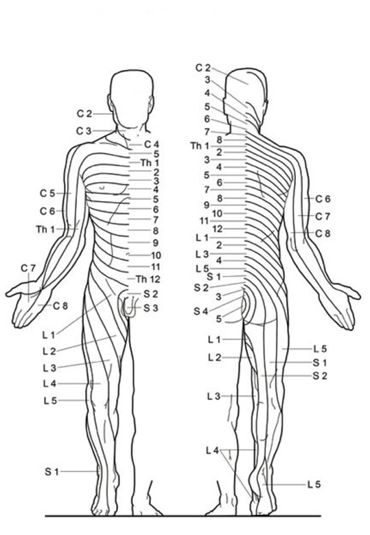 Spinal Trauma - Appropedia, the sustainability wiki