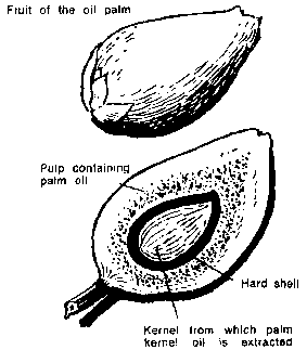 The Oil Palm/Modern oil palm cultivation - Appropedia, the ...