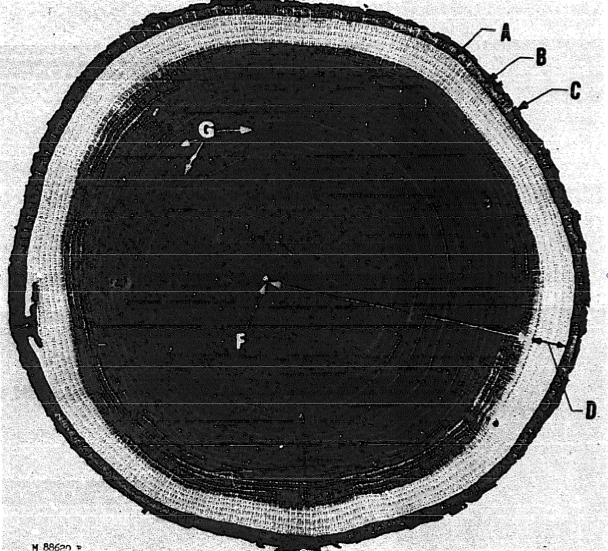 Wood Handbook: Wood as an Engineering Material