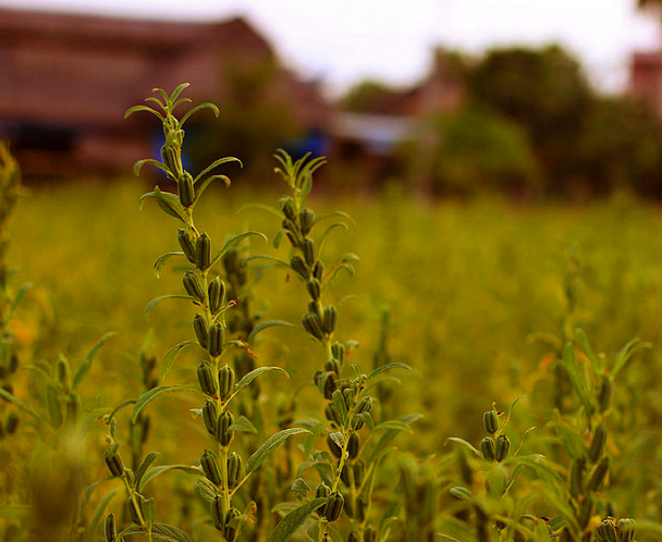 Sesame - Appropedia, the sustainability wiki