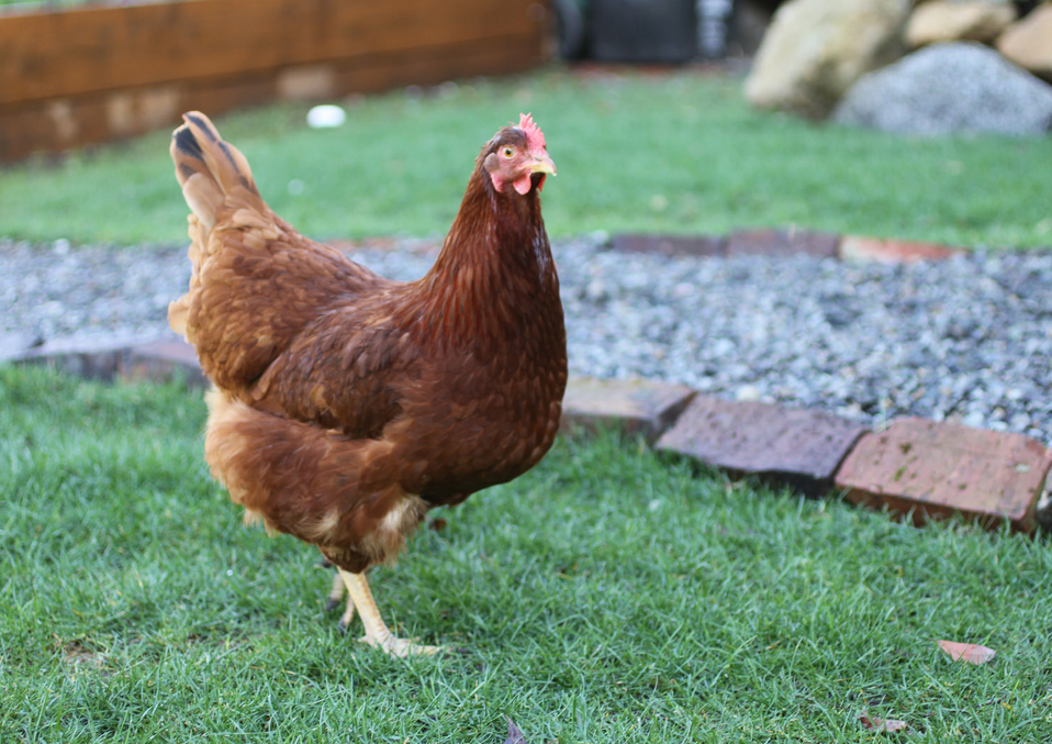 Urban chickens - Appropedia, the sustainability wiki