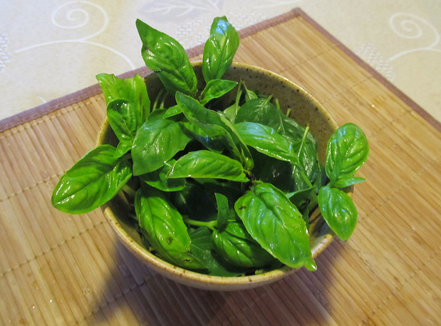 Basil - Appropedia, the sustainability wiki