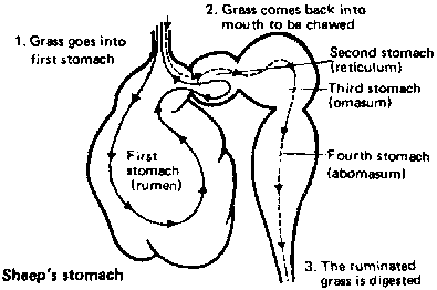 Sheep and Goat Breeding/How to feed sheep and goats