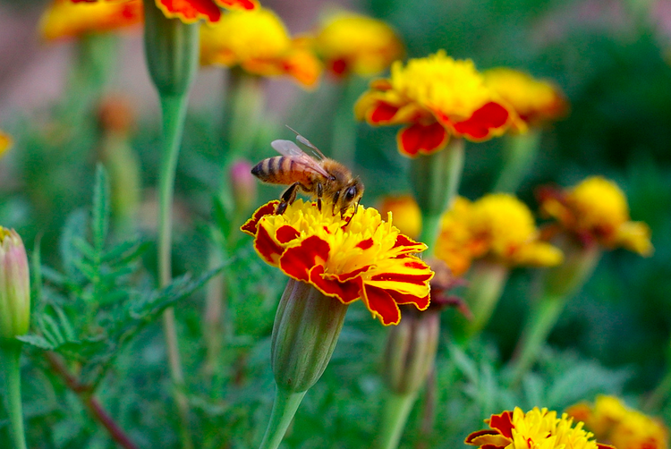 Marigold - Appropedia, the sustainability wiki