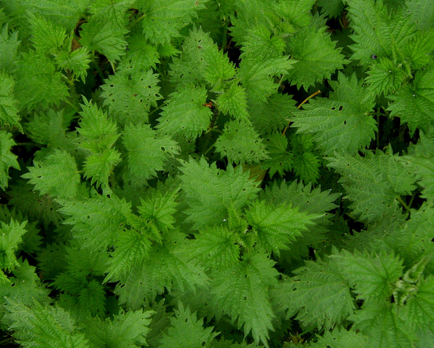 Nettle water - Appropedia, the sustainability wiki