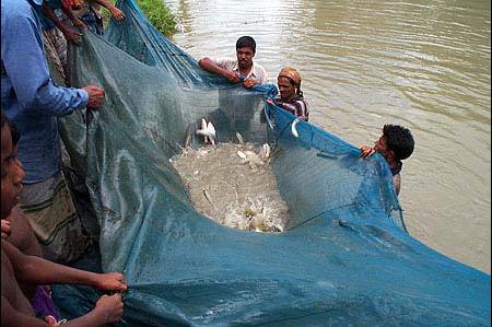 Small-scale fish farming in Bangladesh - Appropedia: The sustainability ...