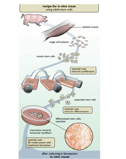 In Vitro Meat - Appropedia, the sustainability wiki