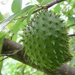 Graviola - Appropedia, the sustainability wiki