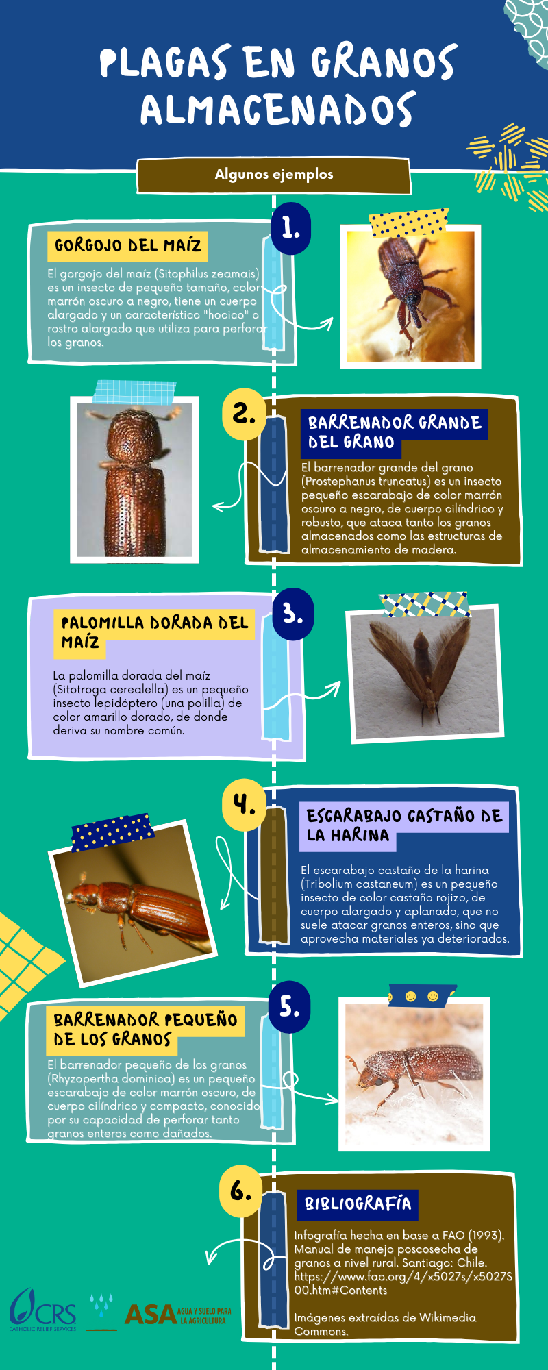 ASApedia/Manejo integrado de plagas (MIP) en la región/Plagas en granos ...