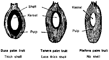 The Oil Palm/Modern oil palm cultivation