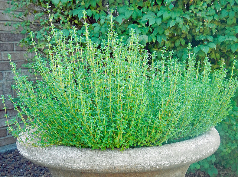 Thyme - Appropedia, the sustainability wiki