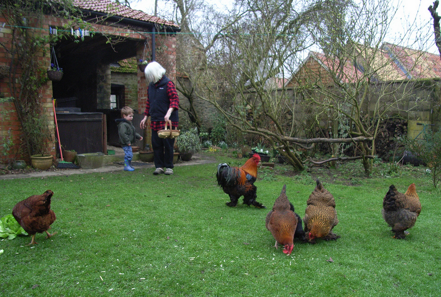 Urban chickens - Appropedia, the sustainability wiki