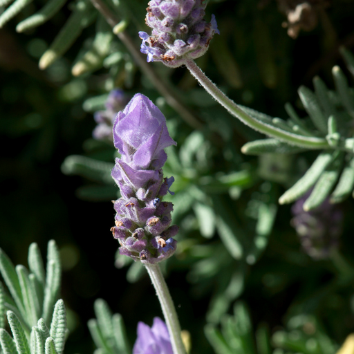 Lavender - Appropedia, the sustainability wiki