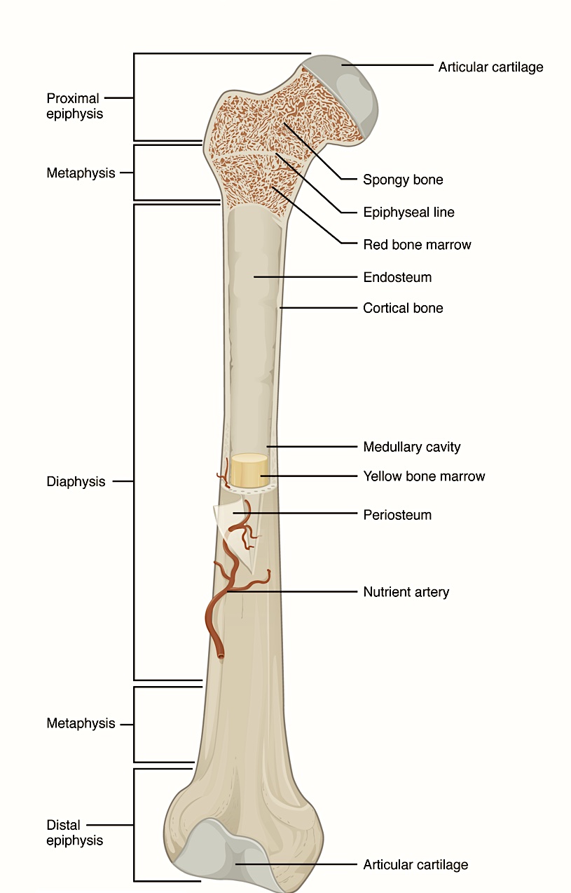 Core Knowledge And Competencies Basics Of Bone Anatomy And Drilling Core Knowledge And Competencies Basics Of Bone Anatomy And Drilling