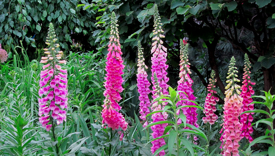 Foxgloves - Appropedia, the sustainability wiki