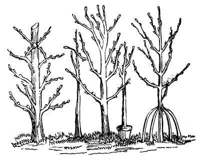 Grafting - Appropedia, the sustainability wiki