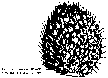 The Oil Palm/Modern oil palm cultivation