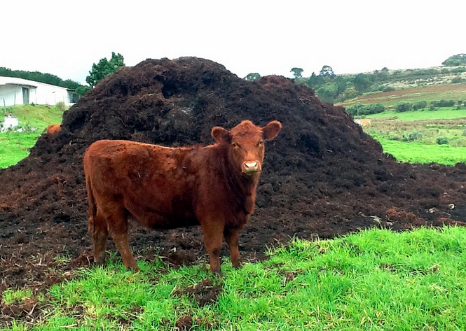 Uses For Manure In Home Gardens Appropedia The Sustainability Wiki uses-for-manure-in-home-gardens-appropedia-the-sustainability-wiki