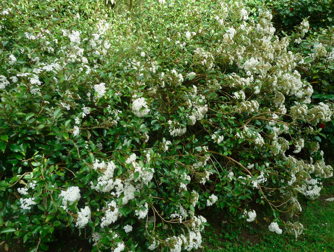 Daisy bush - Appropedia, the sustainability wiki