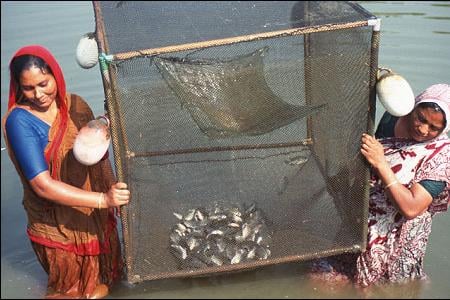 Small-scale fish farming in Bangladesh