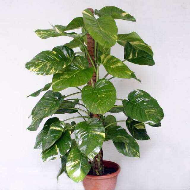 How to grow fresh air - Appropedia, the sustainability wiki