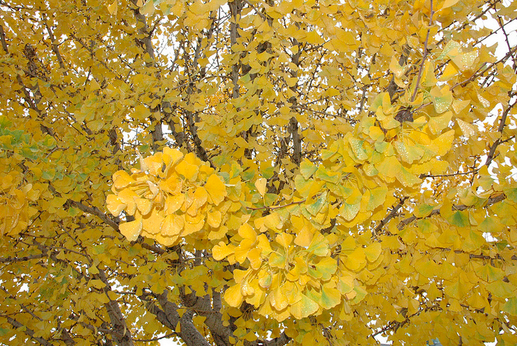 Gingko - Appropedia, the sustainability wiki