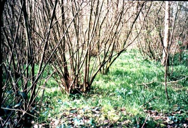 Coppicing - Appropedia, the sustainability wiki