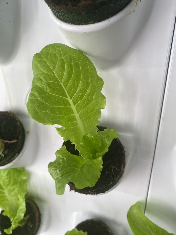 Agrotunnel harvesting procedures:FAST