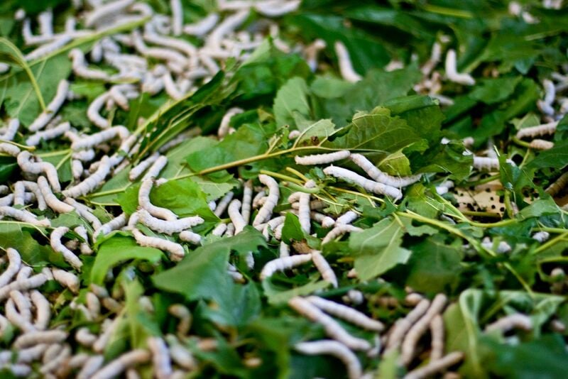 Silk Worm Raising - Appropedia, the sustainability wiki