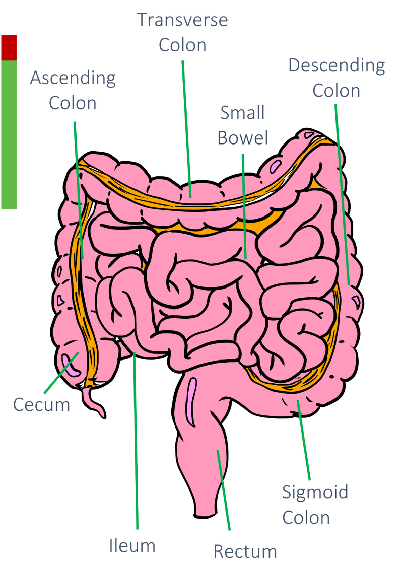 Appendix Anatomy Review - Appropedia, the sustainability wiki