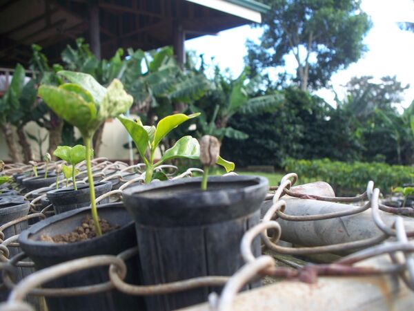 LCA of coffee - Appropedia, the sustainability wiki