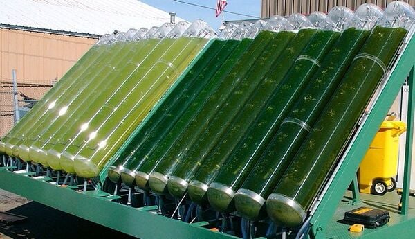 Algae fuel - Appropedia, the sustainability wiki