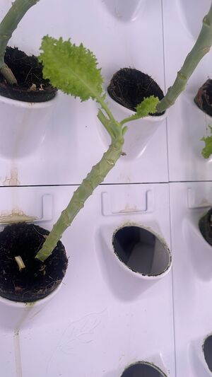 Agrotunnel harvesting procedures:FAST