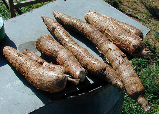 Cassava - Appropedia, the sustainability wiki