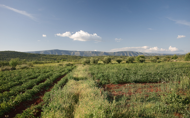 Crops - Appropedia, the sustainability wiki