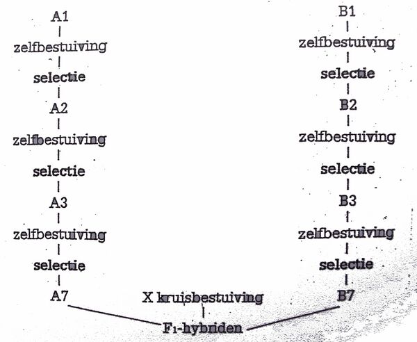 Selective breeding - Appropedia, the sustainability wiki