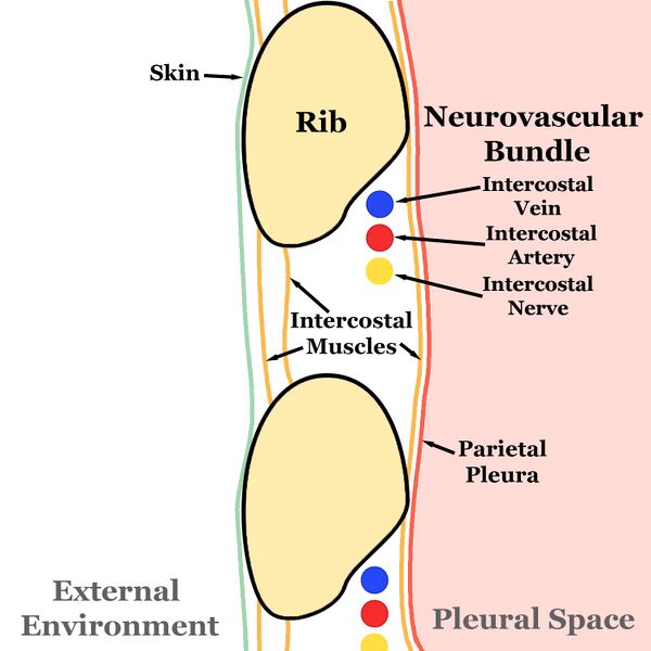 NREMT Paramedic Skillset/Needle Decompression