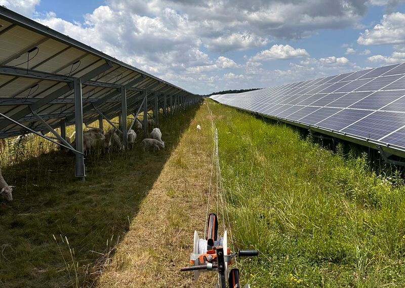 Financial Analysis of Agrivoltaic Sheep: Breeding and Auction Lamb Business Models