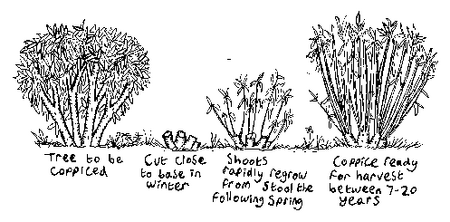 Coppicing - Appropedia, the sustainability wiki