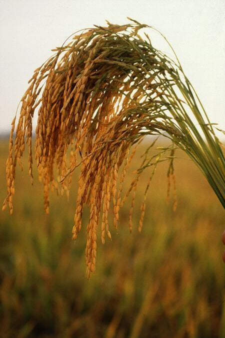 Rice - Appropedia, the sustainability wiki