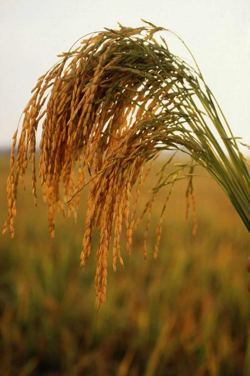 Rice - Appropedia, the sustainability wiki