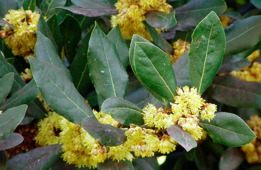 Bay tree - Appropedia, the sustainability wiki