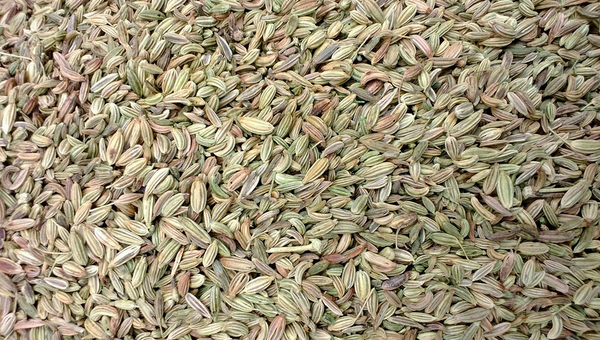 Cumin - Appropedia, the sustainability wiki
