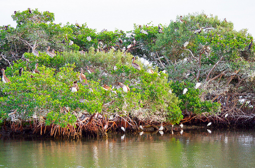 Mangrove swamps - Appropedia: The sustainability wiki