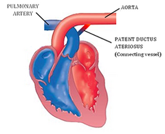 Cardiac Surgical Skills Training Module